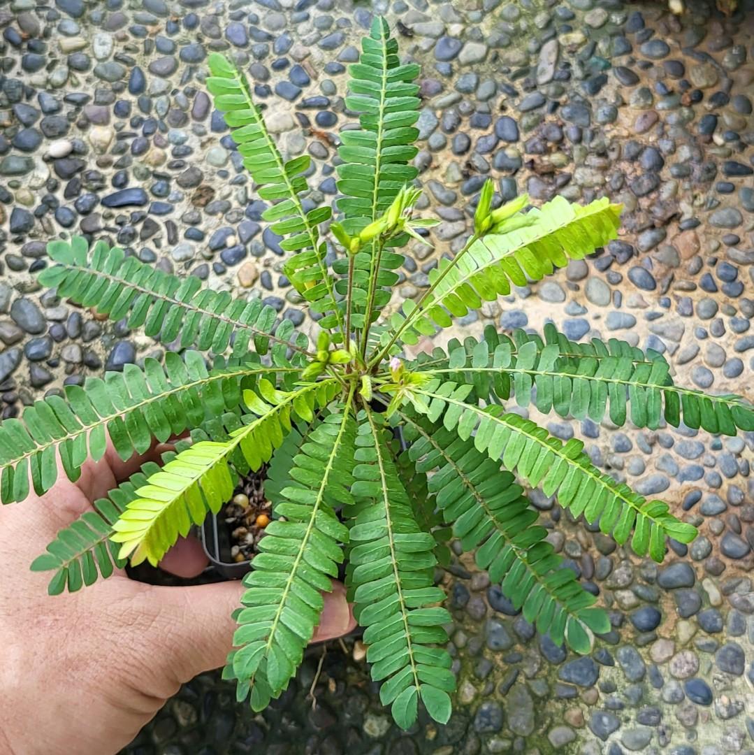 Biophytum sensitivum aka Little Tree Plant, Furniture & Home Living ...