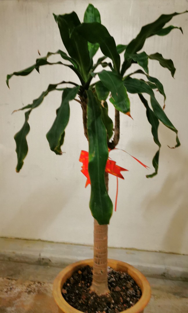 Cast-Iron trees ( Dracaena fragrans), Furniture & Home Living ...