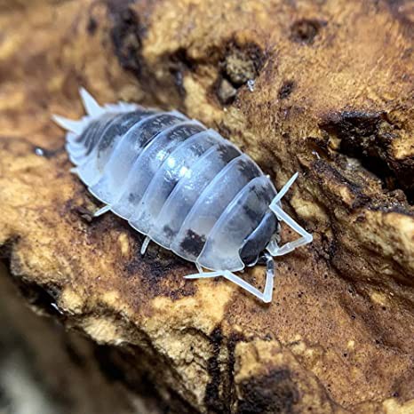 Dairy cow isopods (10 Isopods), Pet Supplies, Homes & Other Pet ...