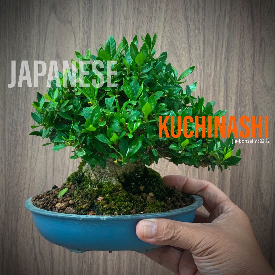 Flowering Old Japanese Kuchinashi MAME Bonsai, Furniture & Home Living ...