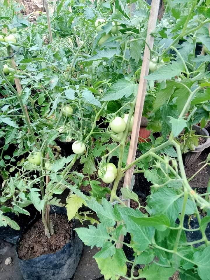 Kamatis plant maraming bunga, Furniture & Home Living, Gardening ...