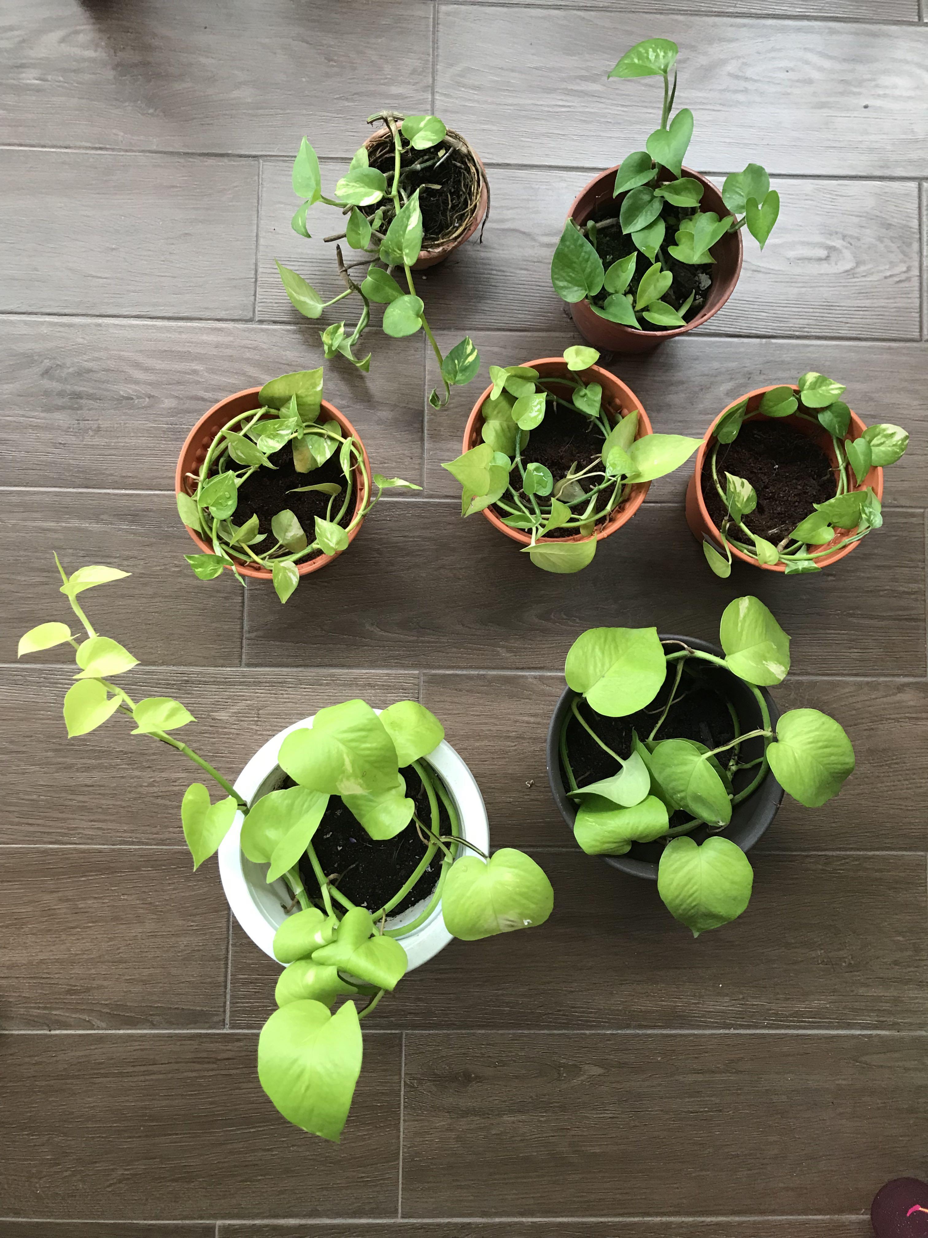 Coleus, neon potho, croton, snake, monstera adansonii, orchid keikis ...