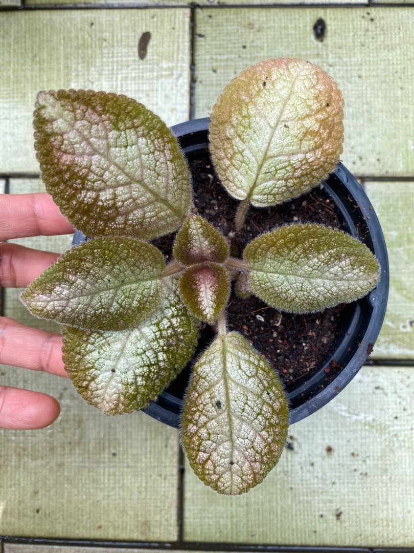 Episcia (one pot for $10 self collection), Furniture & Home Living ...