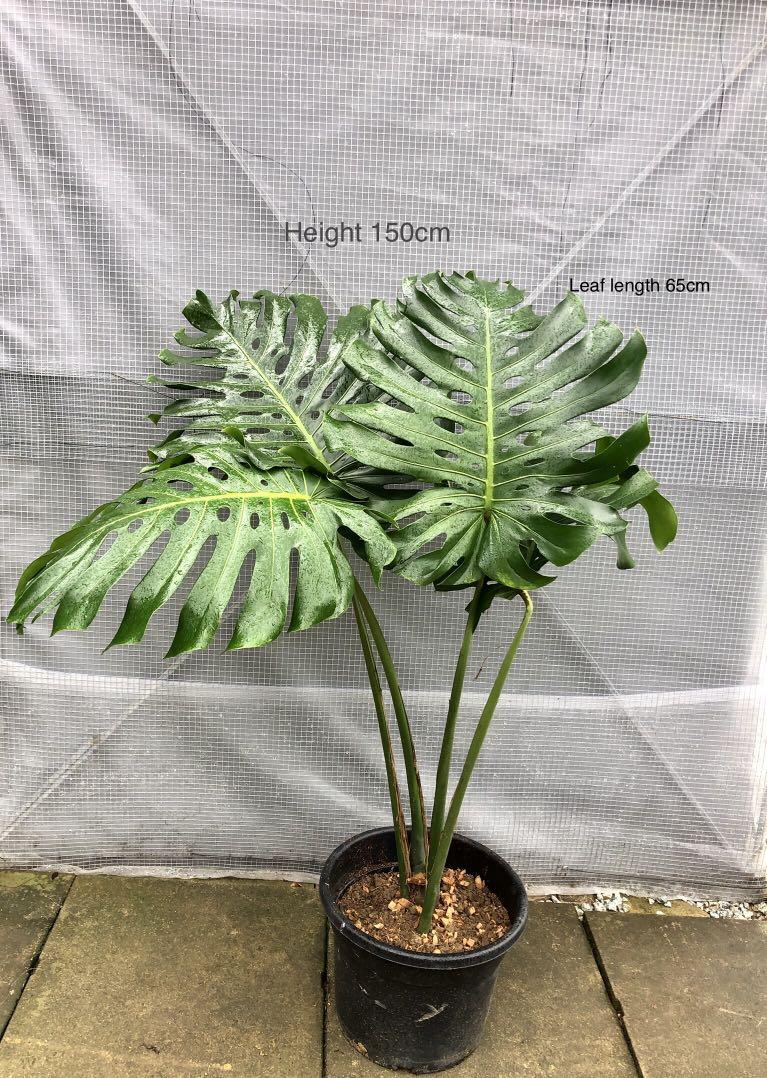 Giant Large Form Monstera Deliciosa, Furniture & Home Living, Gardening ...