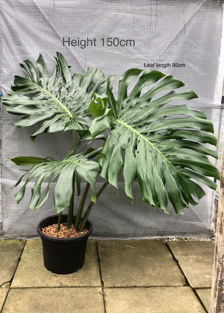 Giant Large Form Monstera Deliciosa, Furniture & Home Living, Gardening ...