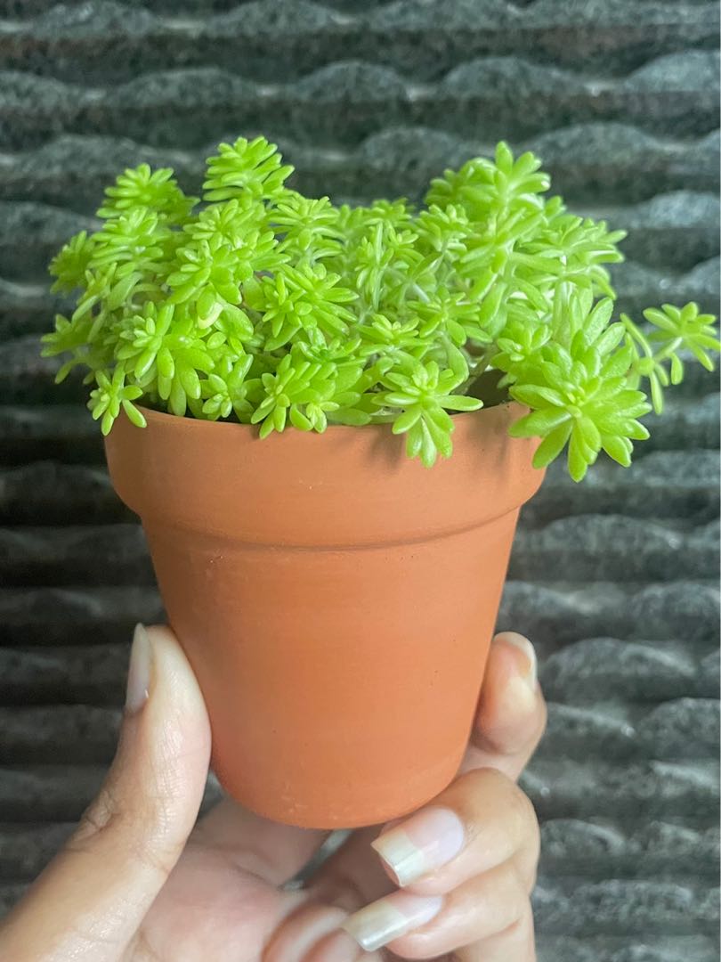 Golden moss sedum succulent gold moss succulent potted plant (tags: air ...