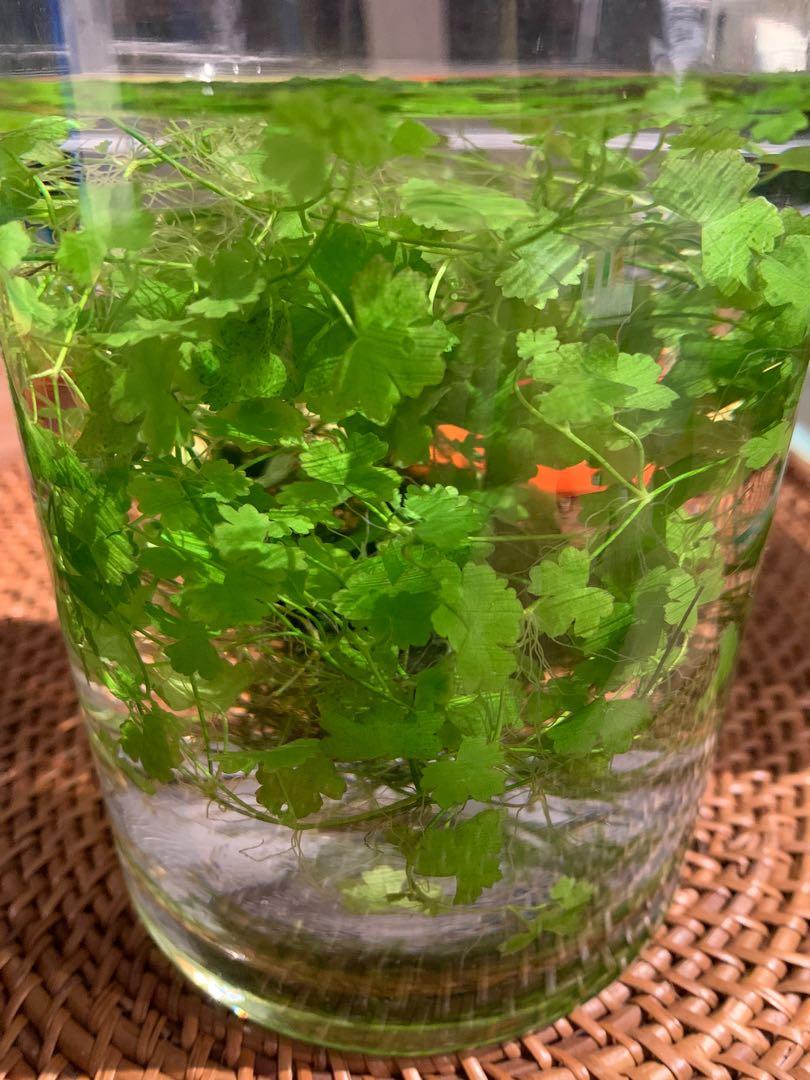 hydrocotyle tripartita, Furniture & Home Living, Gardening, Plants ...