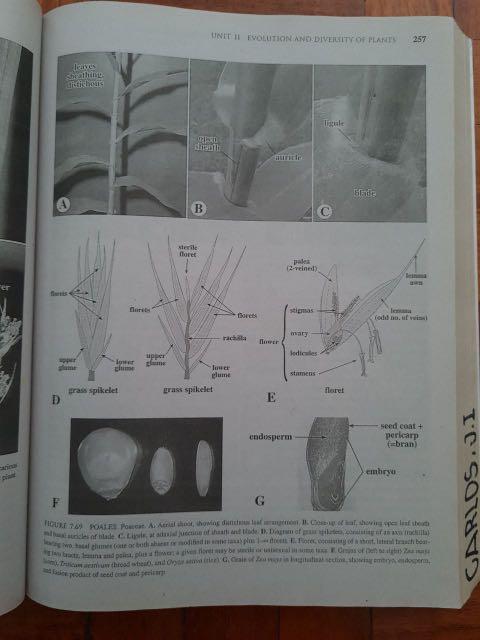 Plant Systematics by Simpson, Hobbies & Toys, Books & Magazines ...