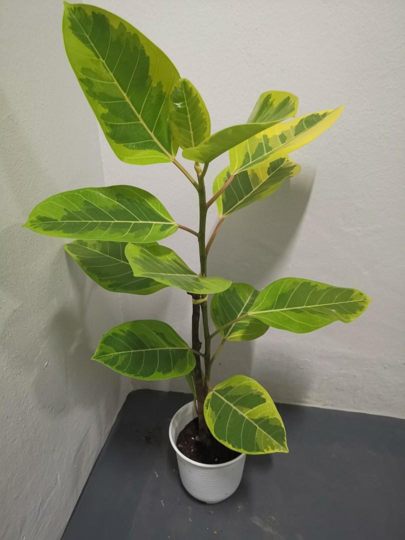 Variegated ficus altissima golden, Furniture & Home Living, Gardening ...