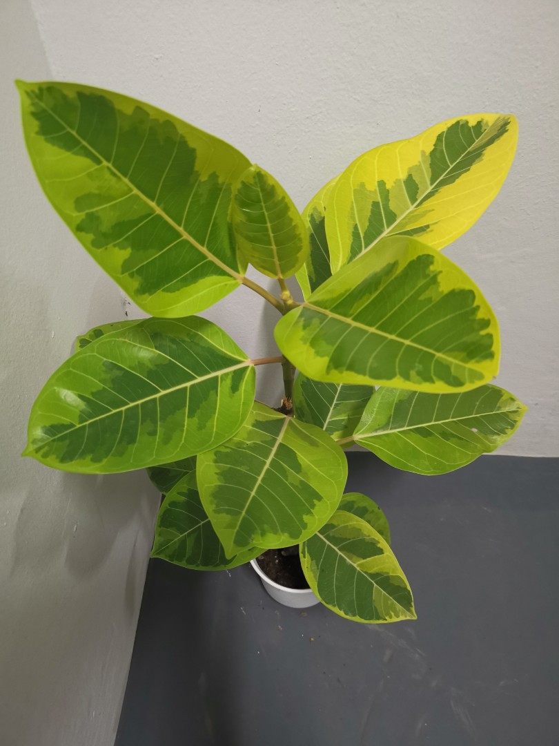 Variegated ficus altissima golden, Furniture & Home Living, Gardening ...
