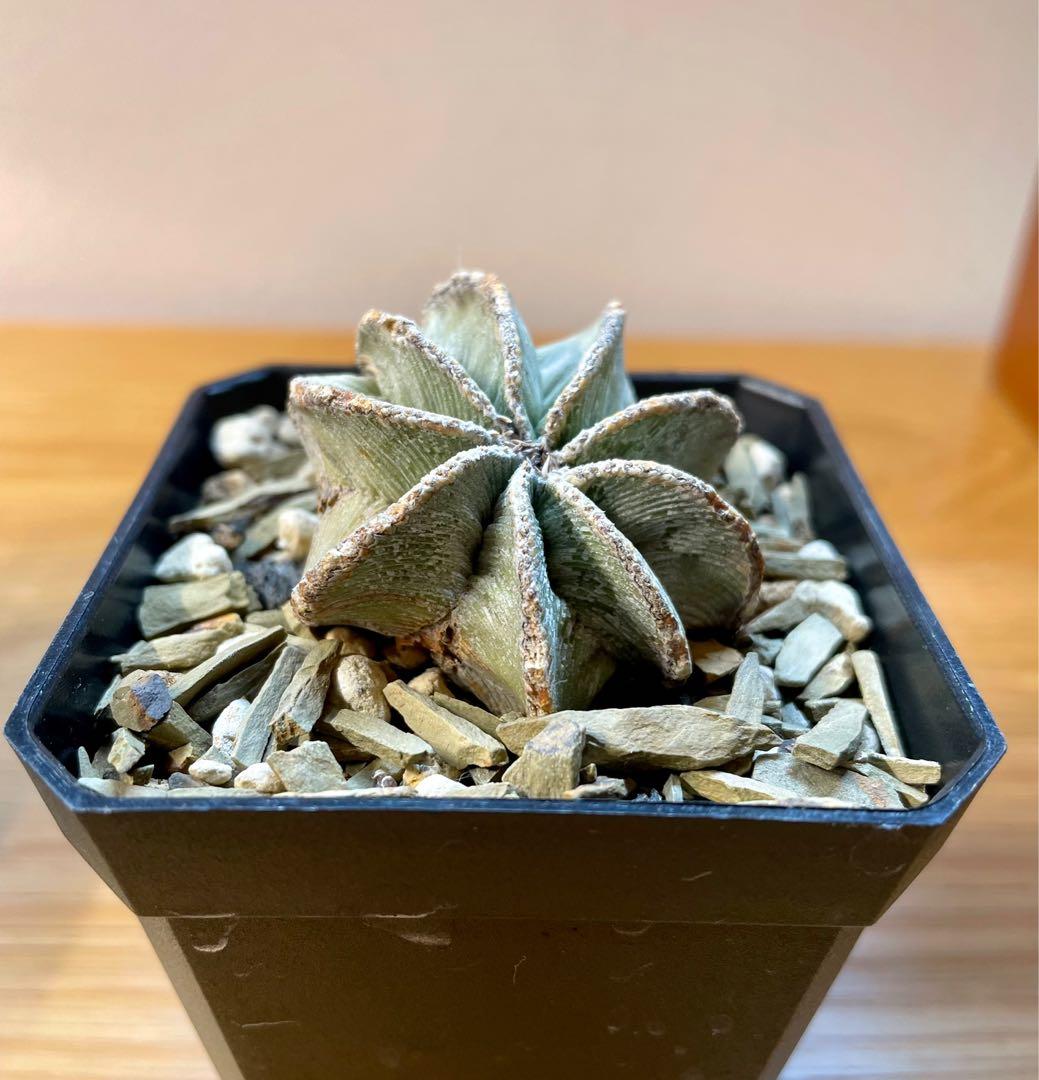 Aztekium hintonii, Furniture & Home Living, Gardening, Plants & Seeds ...