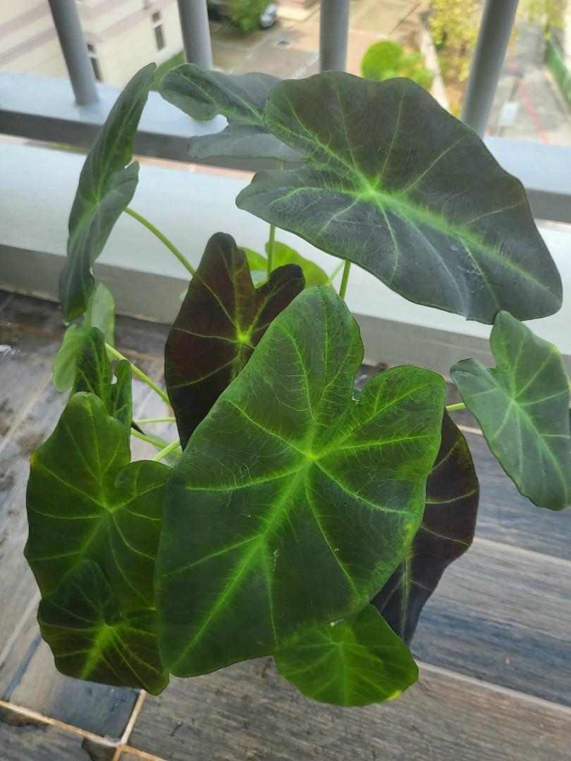 Colocasia Illustris, Furniture & Home Living, Gardening, Plants & Seeds ...