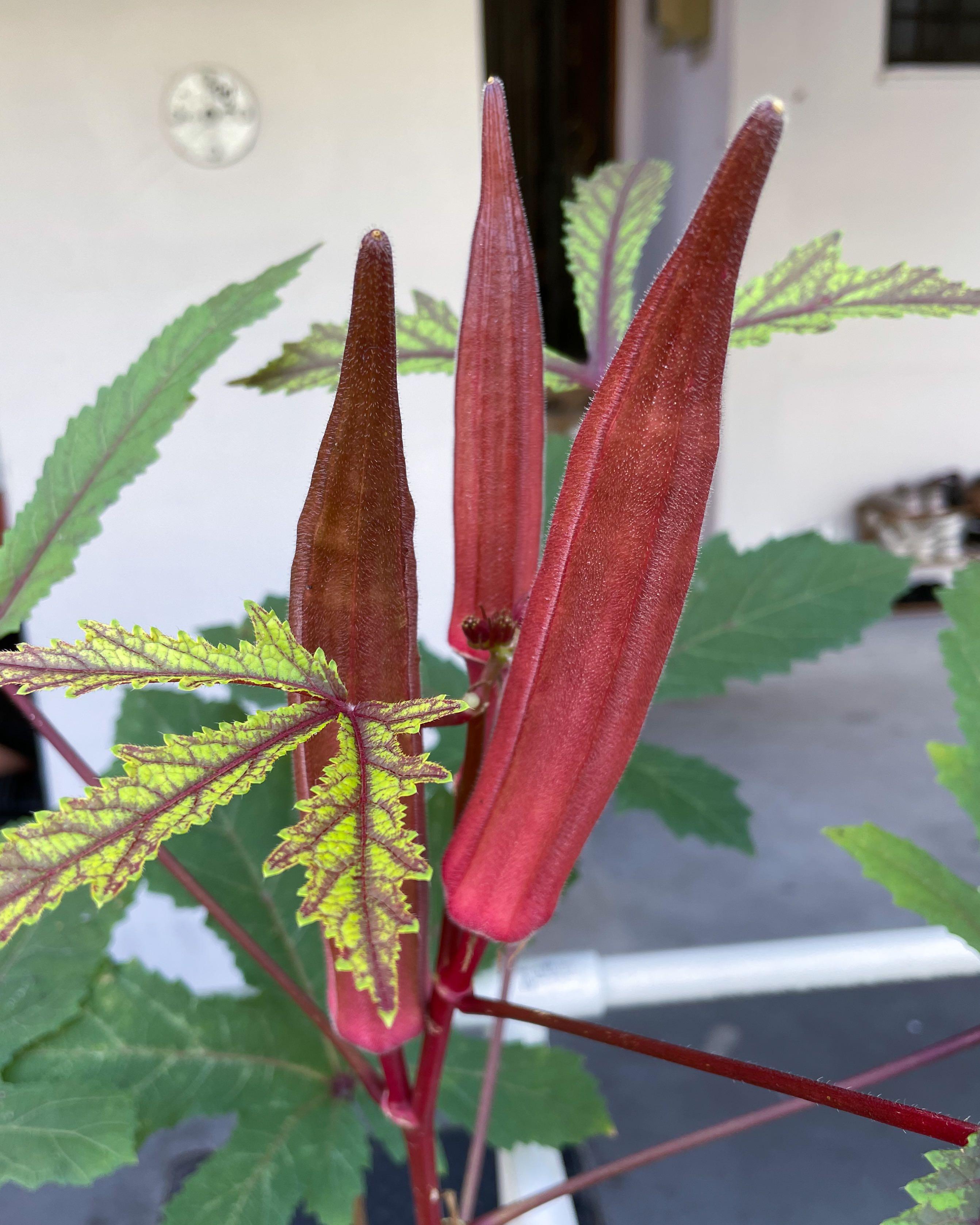 Seeds | Lady Finger (Okra) “Red Burgundy”, Furniture & Home Living ...