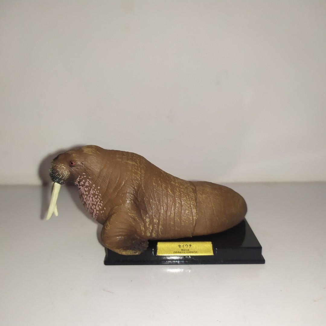 Takara Tomy Arts Walrus Gacha, Hobbies & Toys, Collectibles ...