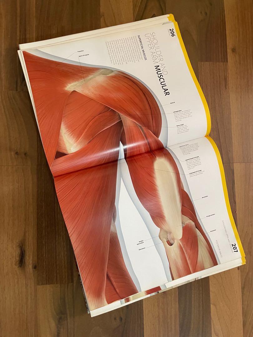 The Complete Human Body - The Definitive Visual Guide, Hobbies & Toys ...