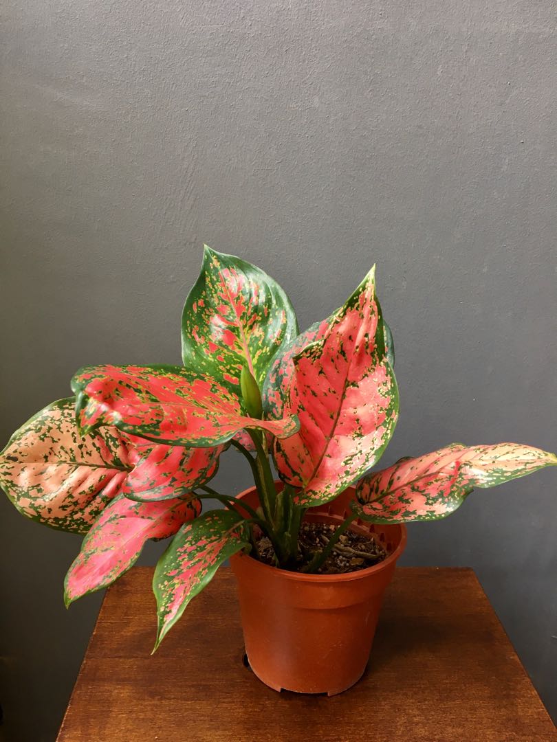 Aglaonema red master plant pot, Furniture & Home Living, Gardening ...