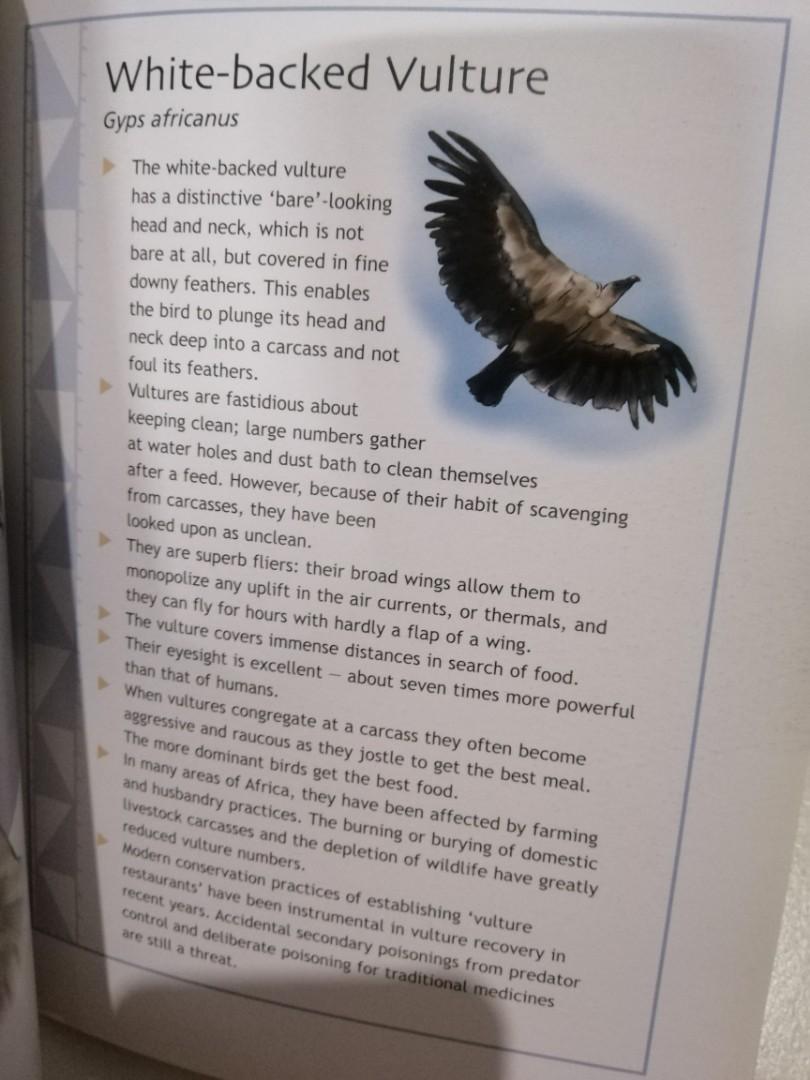 English children book story magic fish bone, Hobbies & Toys, Books ...