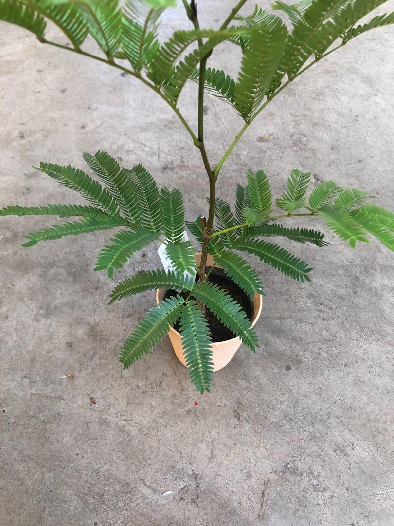Everfresh Pithecellobium Conferthum Furniture And Home Living Gardening Plants And Seeds On