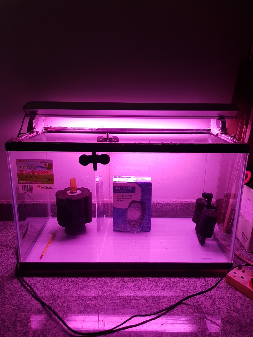 Gex 2 ft Glass Fish Tank with FREE accessories, Pet Supplies, Homes & Other Pet Accessories on ...