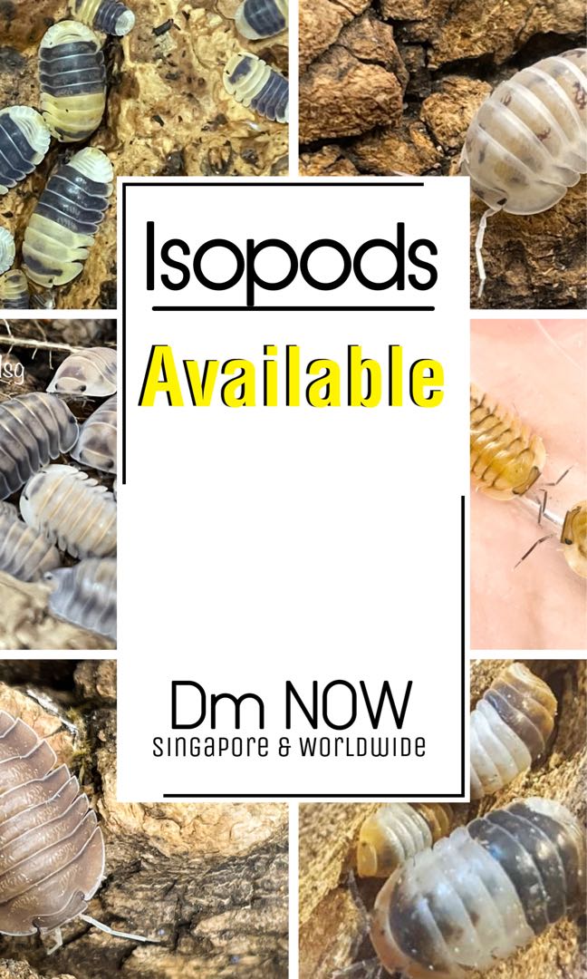 Isopod Available, Pet Supplies, Homes & Other Pet Accessories on Carousell