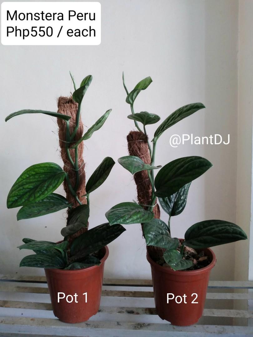 Monstera Peru Trailing, Furniture & Home Living, Gardening, Plants ...