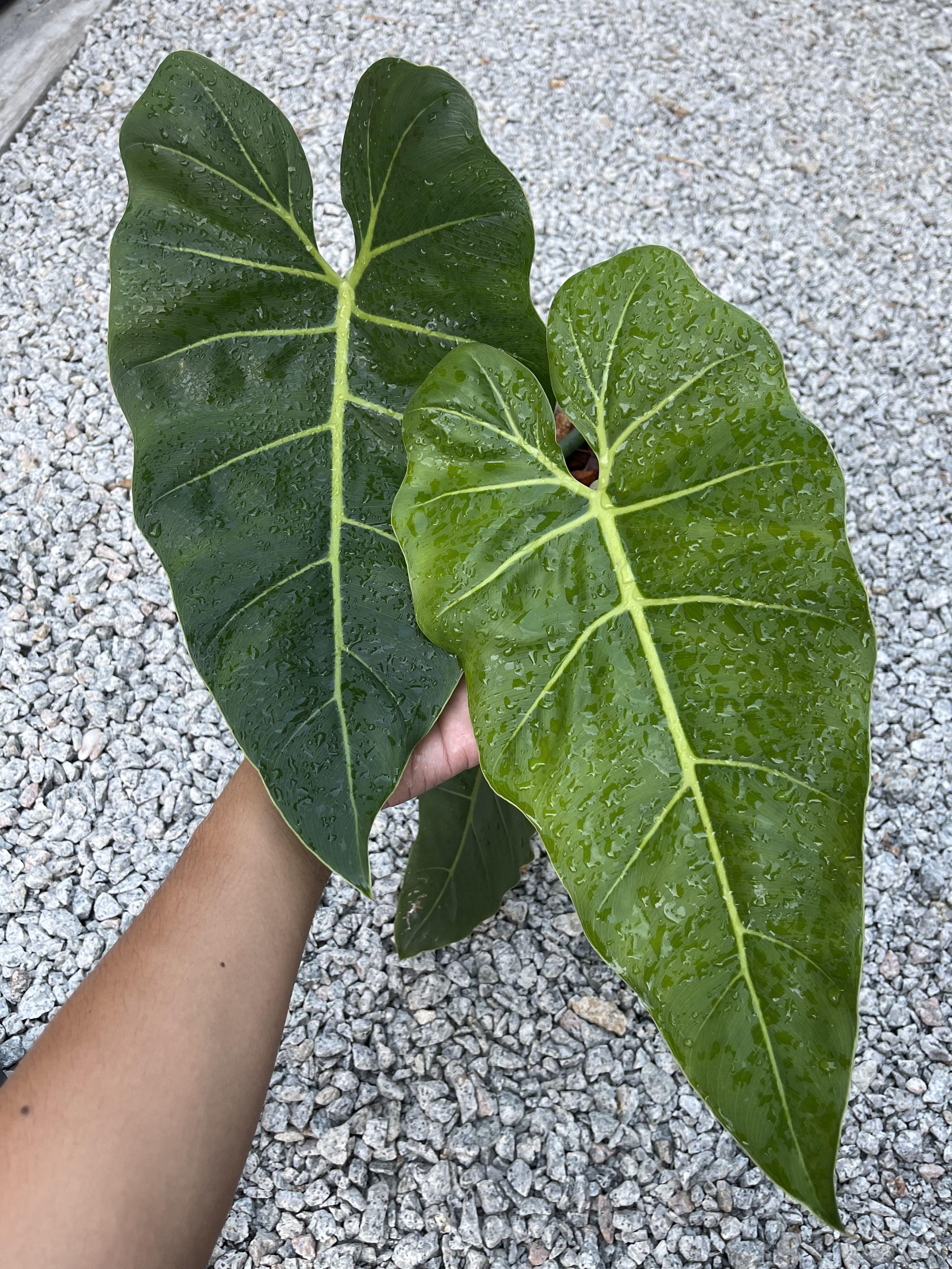 PHILODENDRON MAXIMUM, Furniture & Home Living, Gardening, Plants ...