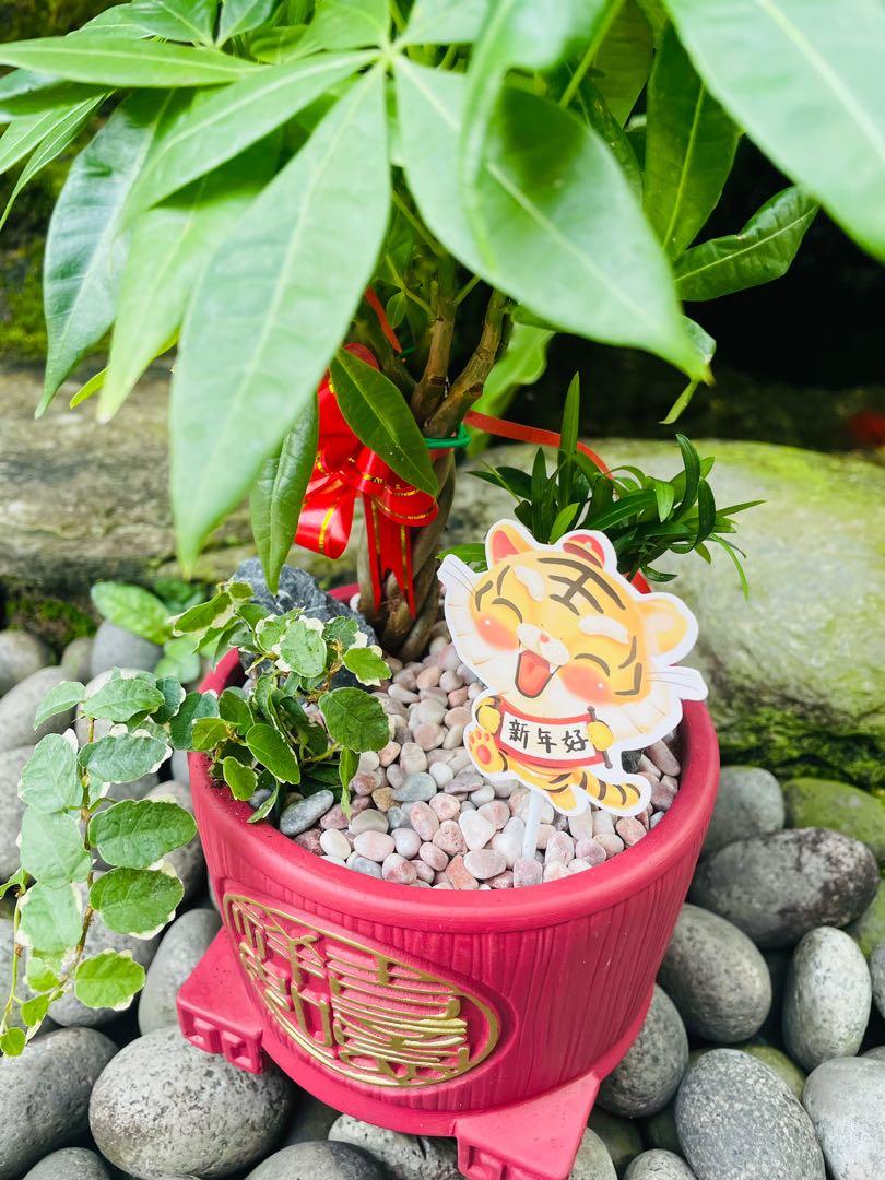 CNY Money Tree 2022, Furniture & Home Living, Gardening, Plants & Seeds ...
