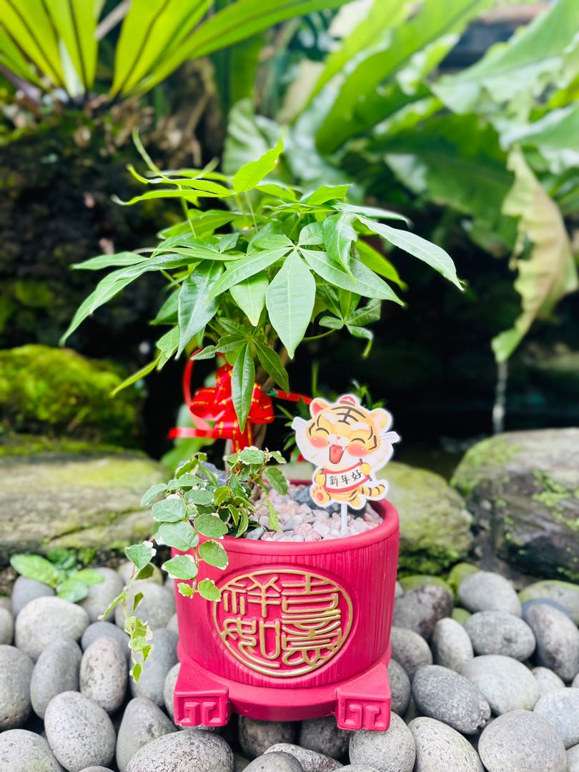 CNY Money Tree 2022, Furniture & Home Living, Gardening, Plants & Seeds ...