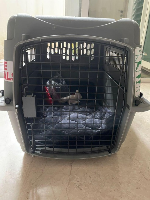 Dog carrier, Pet Supplies, Homes & Other Pet Accessories on Carousell