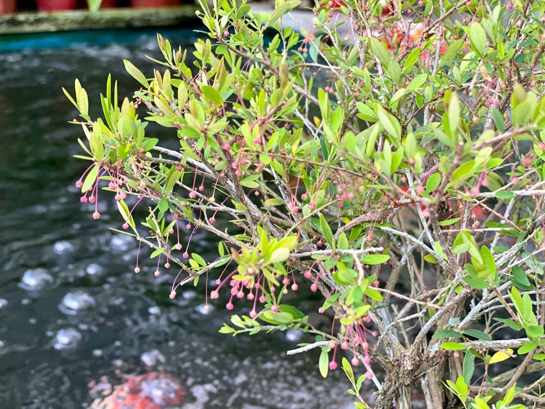 Phyllanthus or Ceylon Myrtle bonsai, Furniture & Home Living, Gardening ...