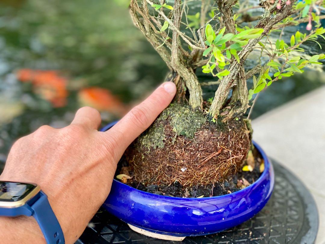 Phyllanthus or Ceylon Myrtle bonsai, Furniture & Home Living, Gardening ...