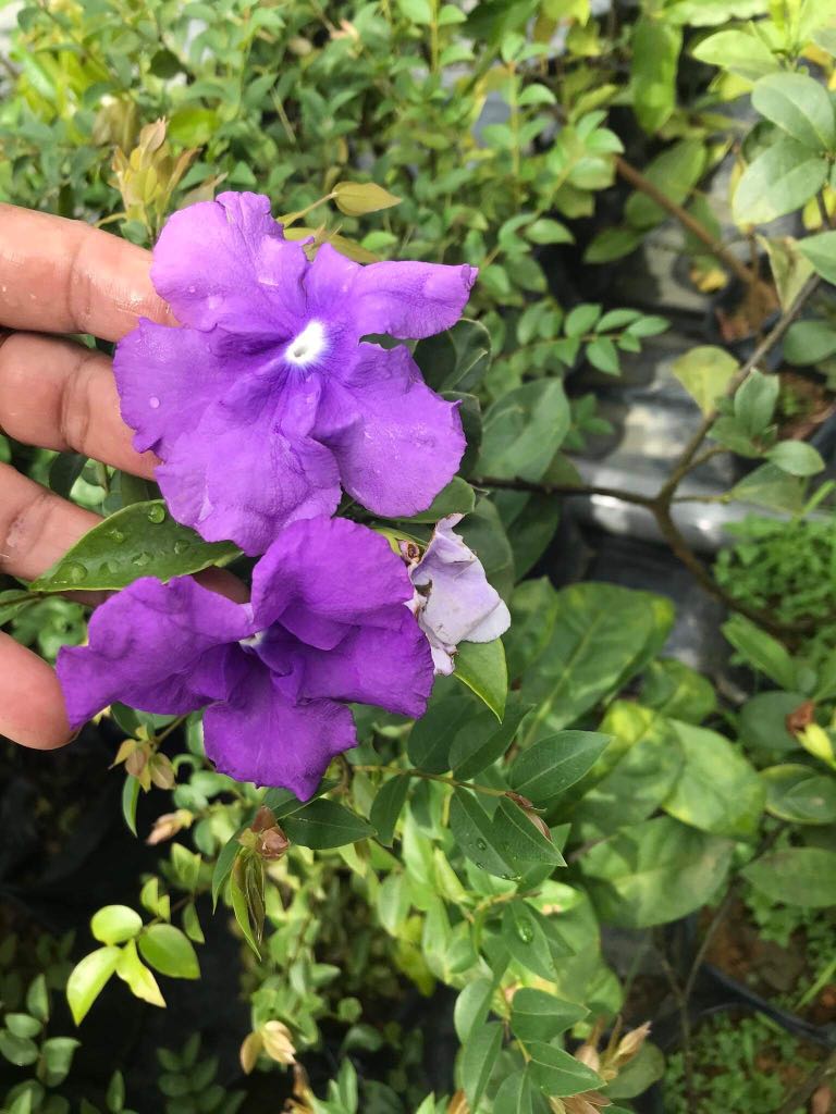 Pokok bunga ytt ungu bunga besar, Furniture & Home Living, Gardening ...
