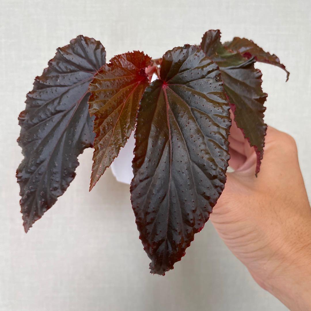 Begonia Black Magic, Furniture & Home Living, Gardening, Plants & Seeds ...
