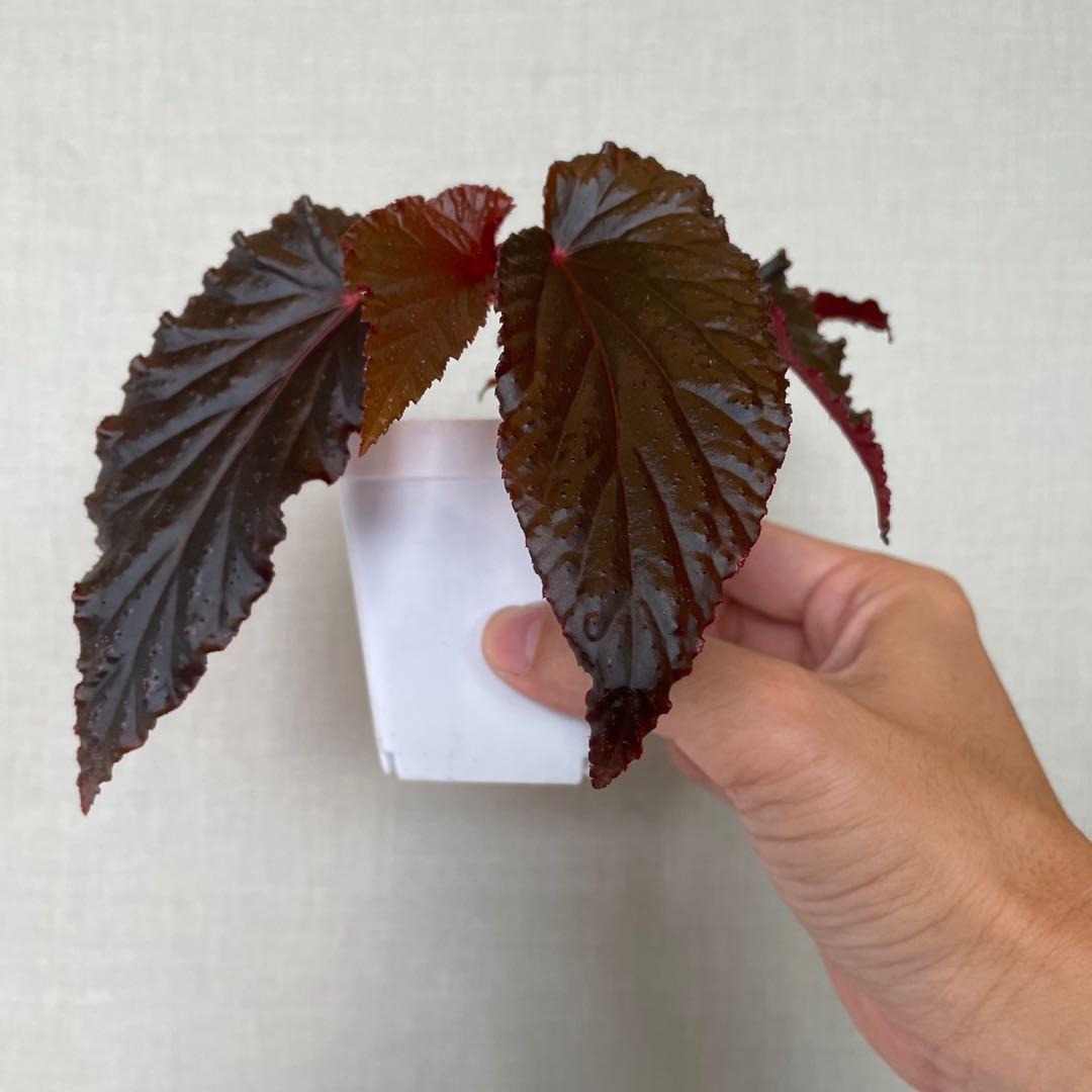 Begonia Black Magic, Furniture & Home Living, Gardening, Plants & Seeds ...