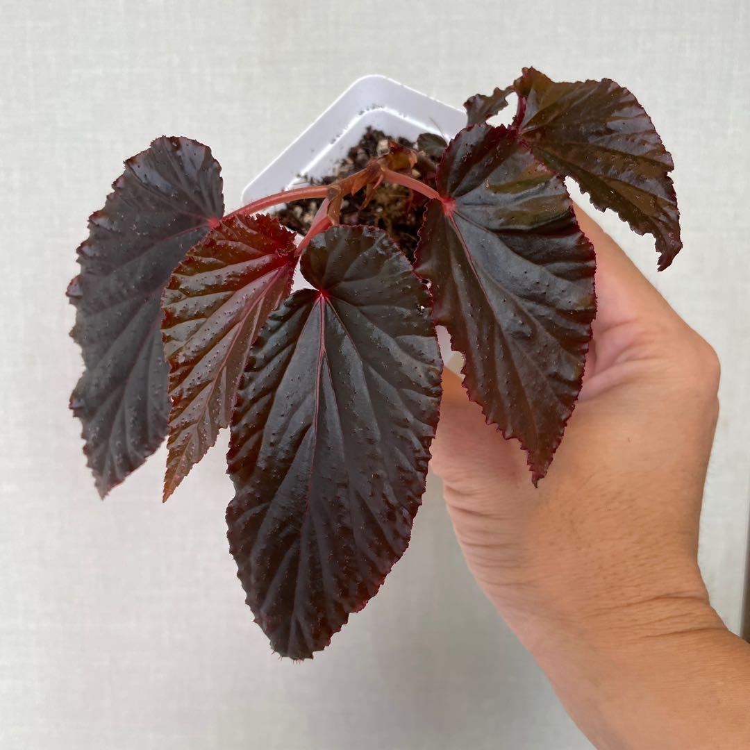 Begonia Black Magic, Furniture & Home Living, Gardening, Plants & Seeds ...