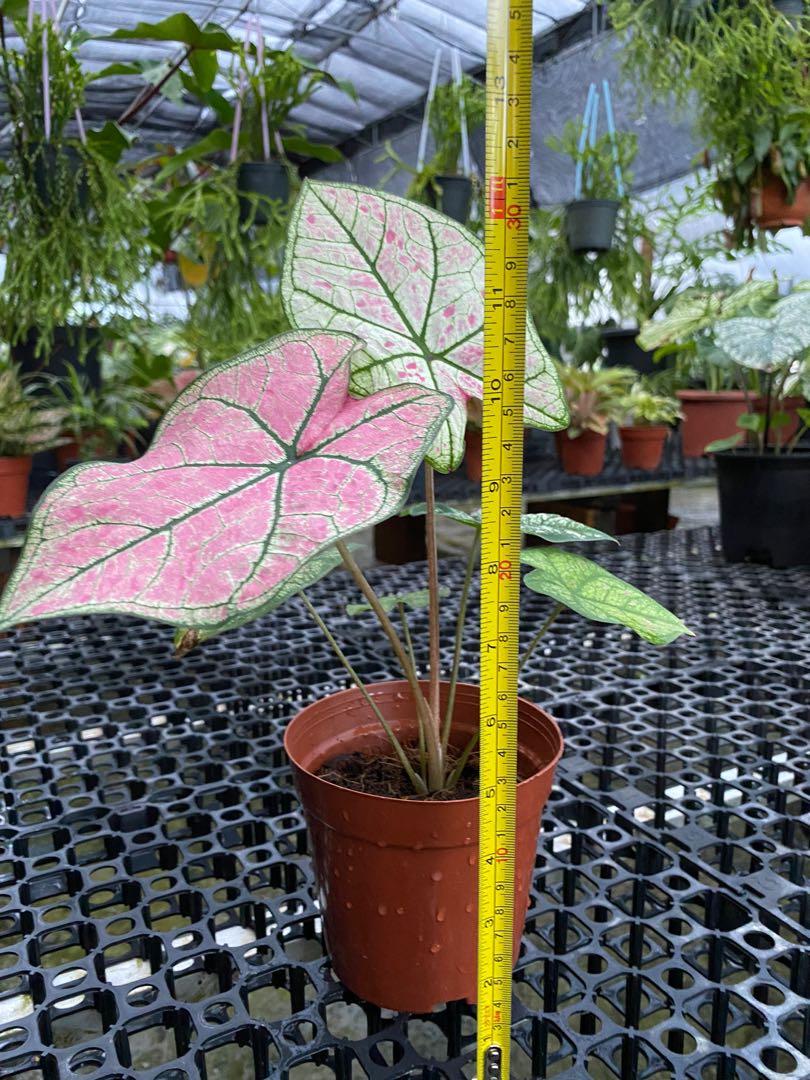 Caladium Pink Lady, Furniture & Home Living, Gardening, Plants & Seeds ...