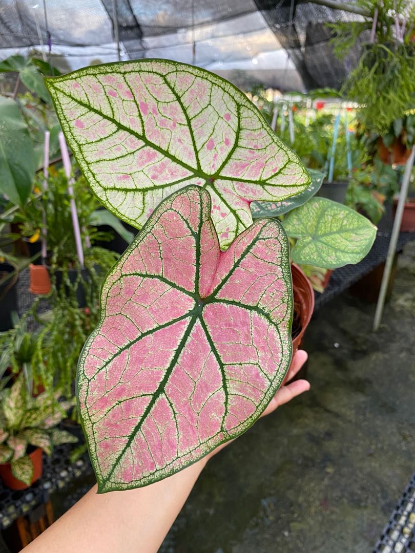 Caladium Pink Lady, Furniture & Home Living, Gardening, Plants & Seeds ...