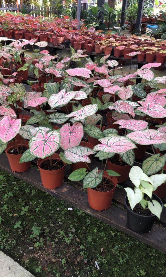 Caladium Pink Lady, Furniture & Home Living, Gardening, Plants & Seeds ...
