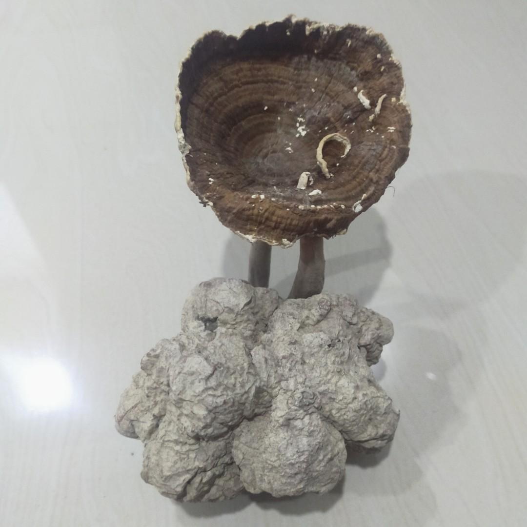 Cendawan susu harimau tiger mushroom, Health & Nutrition, Health ...