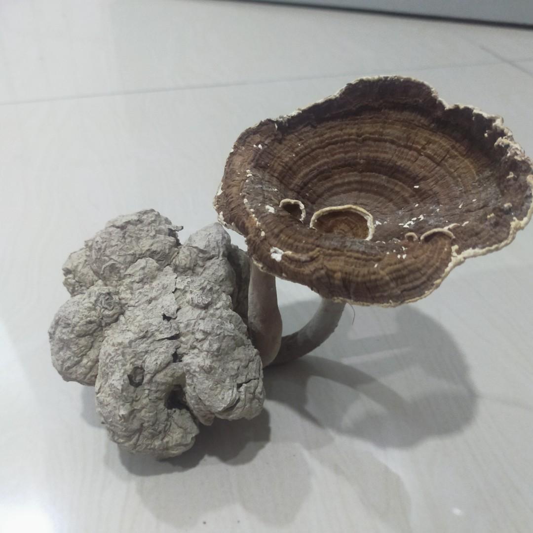 Cendawan susu harimau tiger mushroom, Health & Nutrition, Health ...