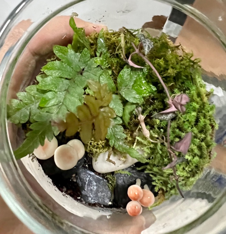 Moss and fern terrarium, Furniture & Home Living, Gardening, Plants ...