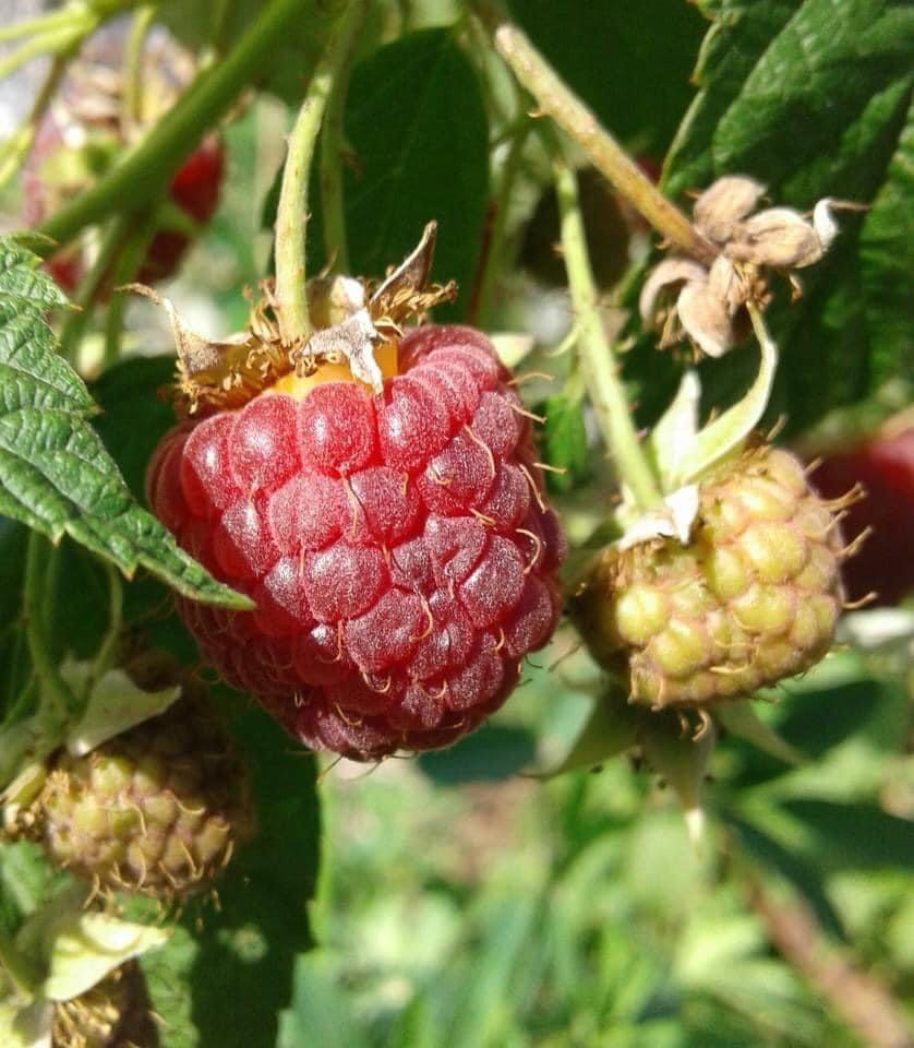 Pokok raspberry himbereen , Furniture & Home Living, Gardening, Plants ...