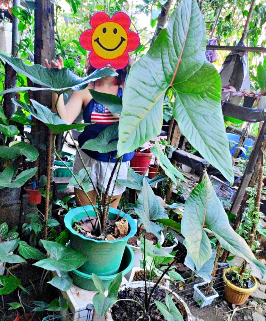 Rare plant collection, Furniture & Home Living, Gardening, Plants ...