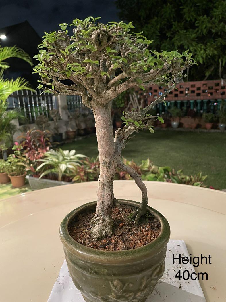 Shui Mei Bonsai (Wrightia Religiosa), Furniture & Home Living ...