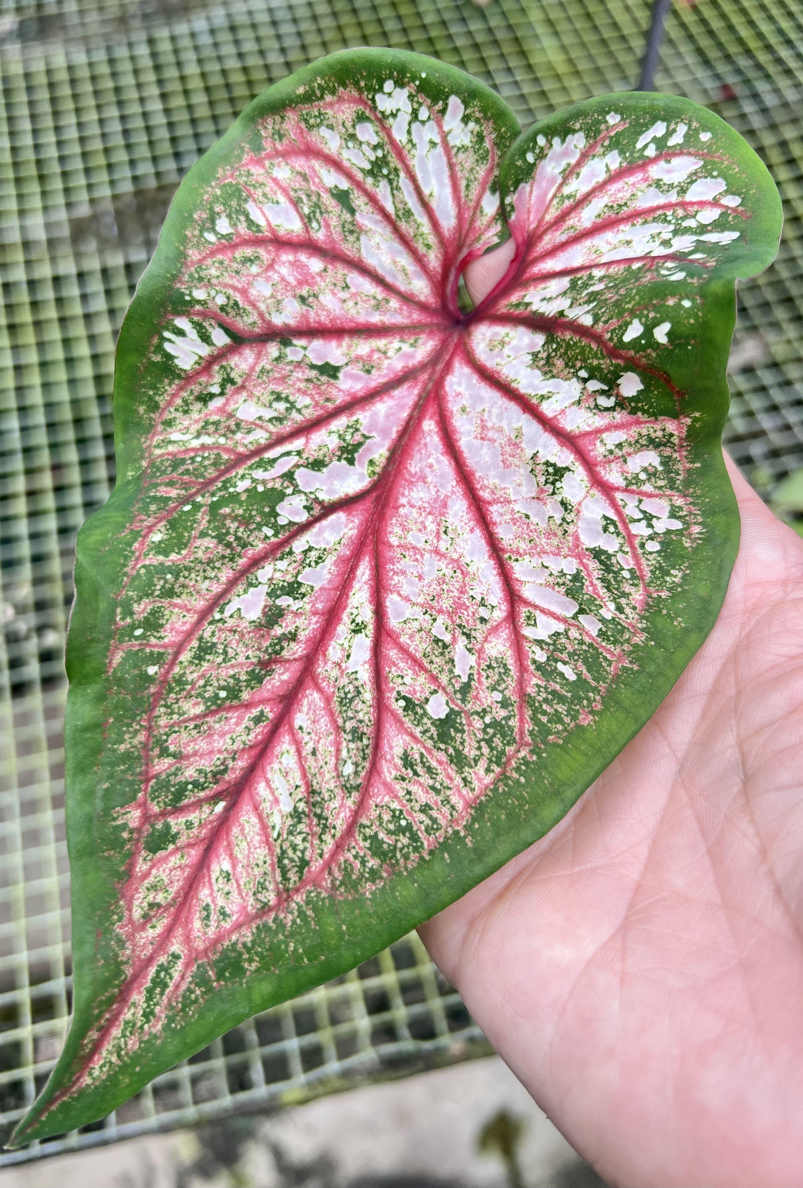Updated Jan : Thai Caladium ‘Mak Ka Varn Rong Sun’, Furniture & Home ...