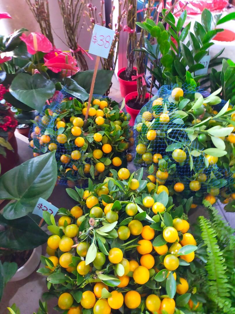CNY mandarin orange, Furniture & Home Living, Gardening, Plants & Seeds ...
