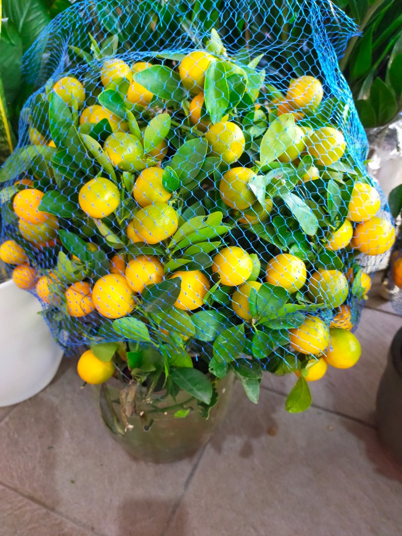 CNY mandarin orange, Furniture & Home Living, Gardening, Plants & Seeds ...