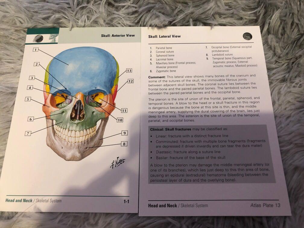 Netter’s Anatomy Flashcards, Hobbies & Toys, Books & Magazines ...