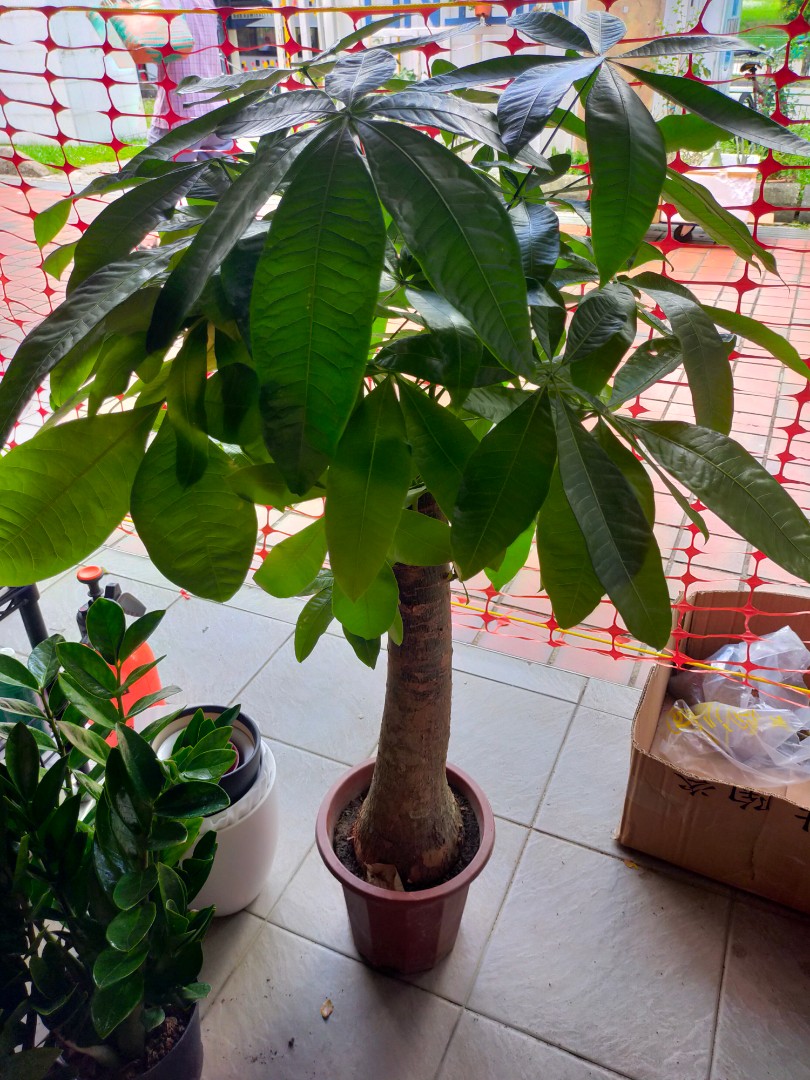 Pachira tree ( 4F / 120cm), Furniture & Home Living, Gardening, Plants ...