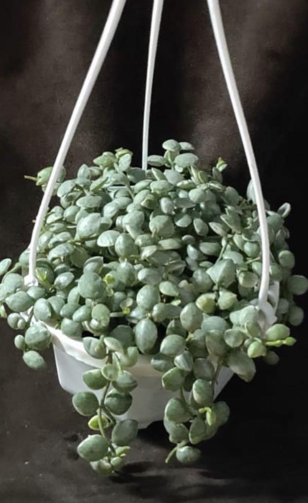 #Plant - String of Nickels, Furniture & Home Living, Gardening, Plants ...